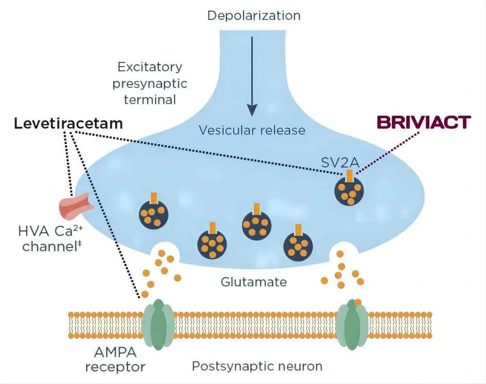 Brivaracetam: mecanismo de acción, eficacia y seguridad » Mecanicos ...