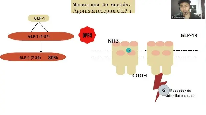 Semaglutida: mecanismo de acción y comparación con ozempic » Mecanicos ...