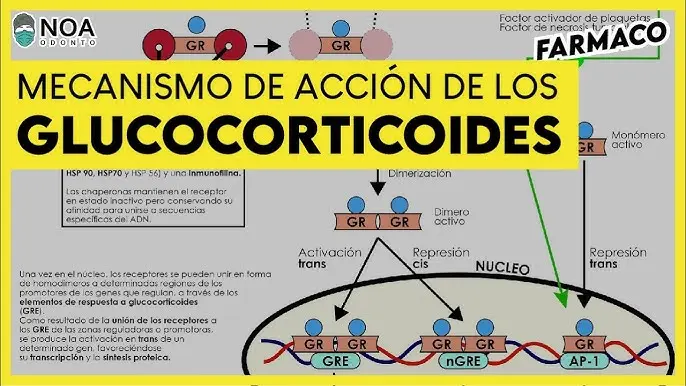 Glucocorticoides: mecanismo de acción y efectos en el organismo ...